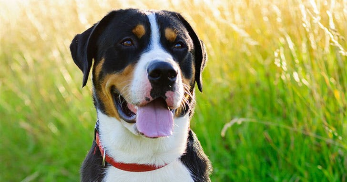 Najskuplje rase pasa koje vrede svaki dinar