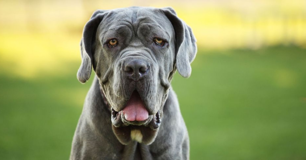 Najveće rase pasa koje su zapravo divovi nežnog srca