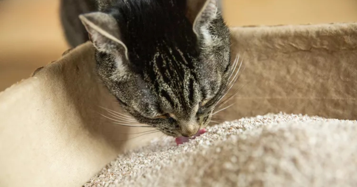 Šta navodi mačku da jede svoj posip?