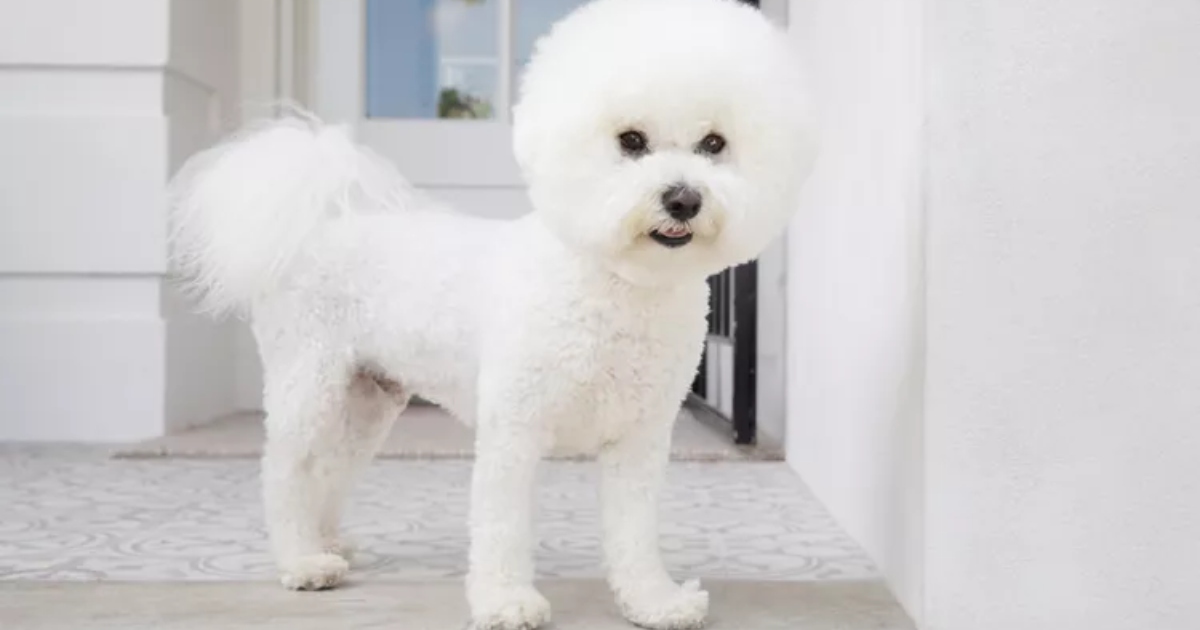 Koje rase pasa imaju samo belu boju krzna?