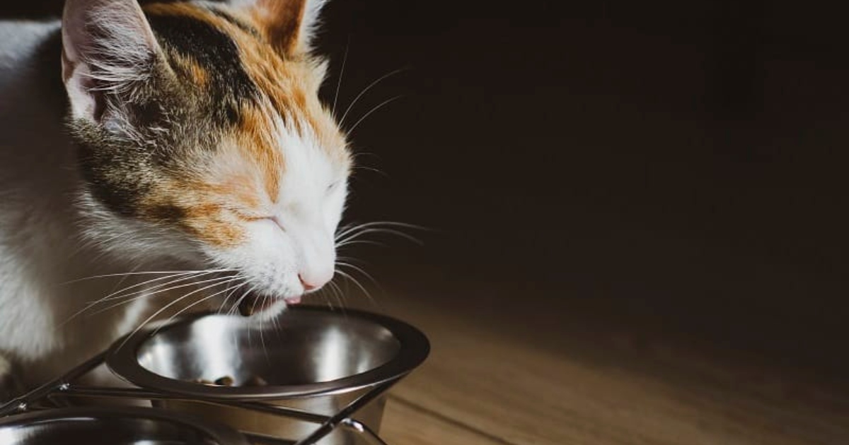 Zašto mačka odbija da jede i koliko zapravo može bez hrane?