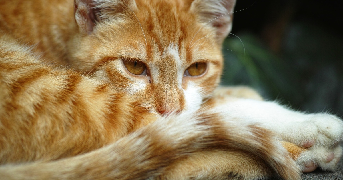 Koja je uloga repa kod mačaka?