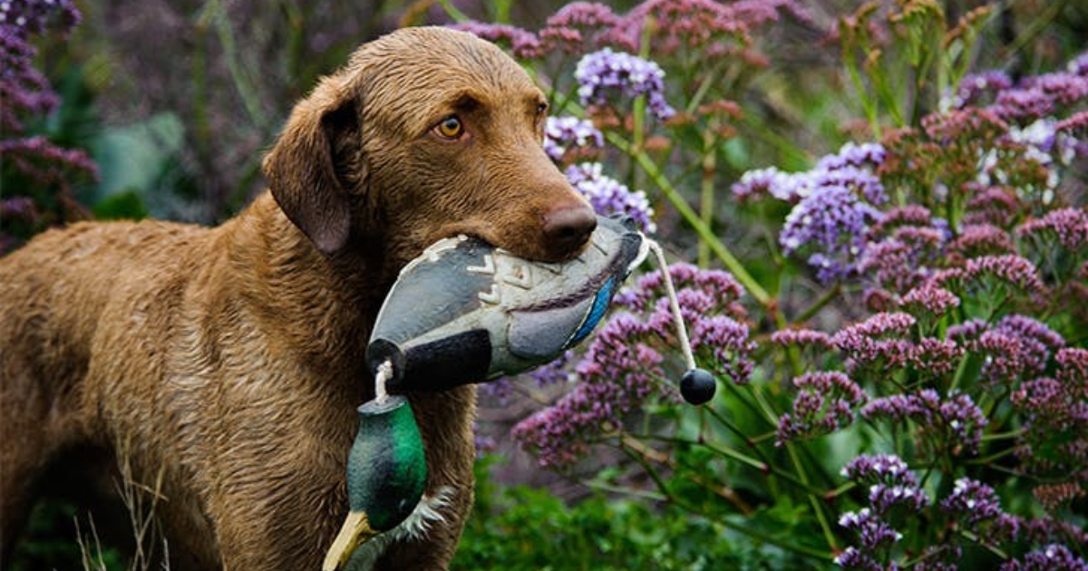 Lovačke rase pasa koje predstavljaju najhrabrije saputnike