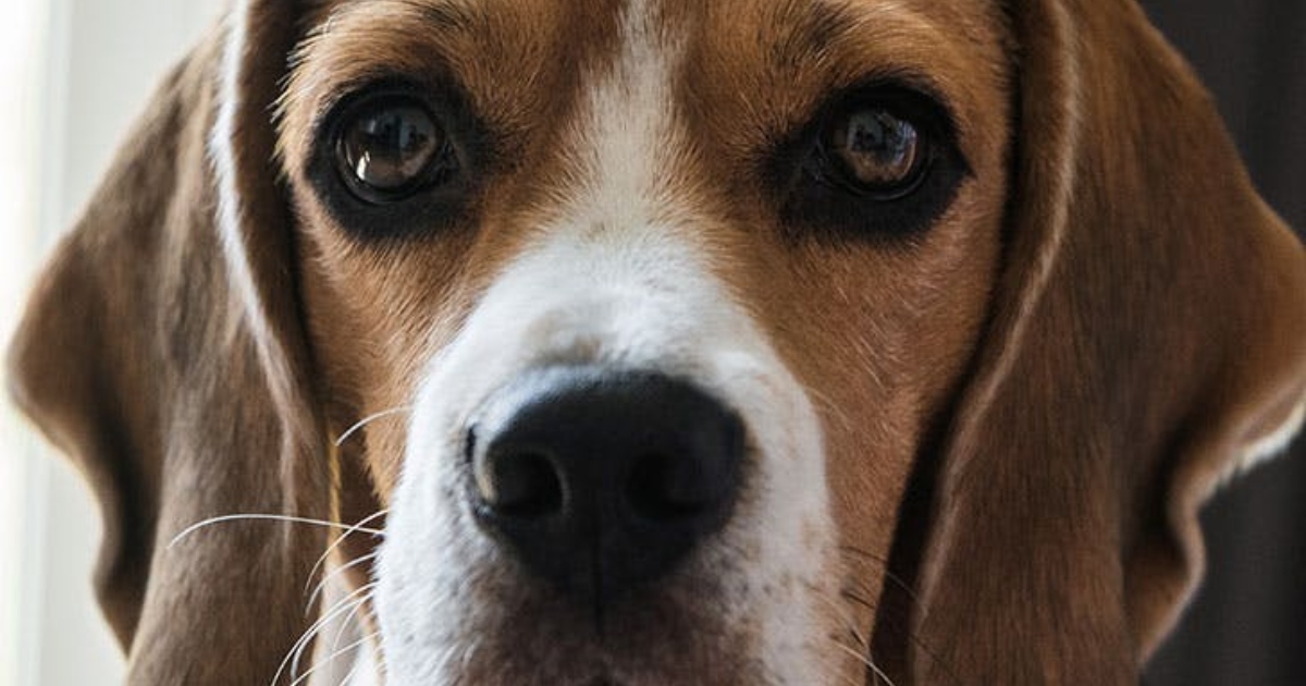 Vrste lovačkih pasa koje imaju neverovatan instinkt