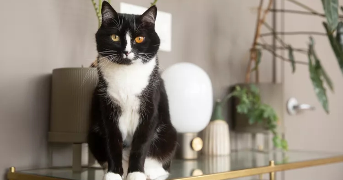 Koje rase mačaka imaju crno-belu dlaku?