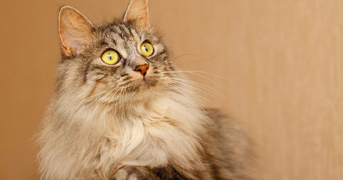 Koje mačke imaju dugu dlaku?