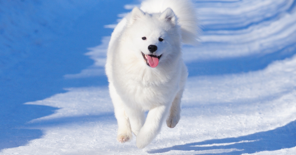 Tajne koje krije Samojed: Sve što niste znali o ovom snežno belom psu