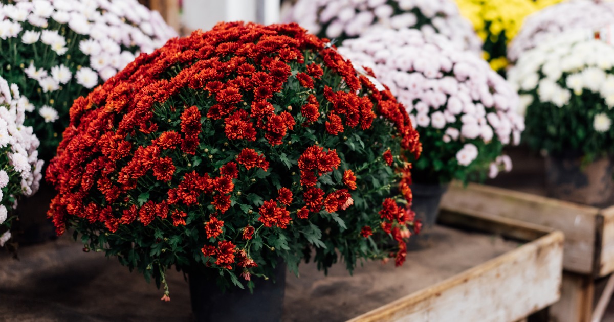 Jesenje cveće za dvorište ili balkon koje će mamiti poglede